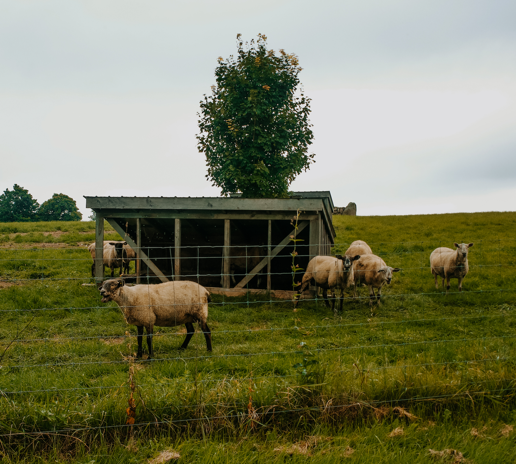 From sheep to fleece : A Shortcut Through the Supply Chain of Canadian ...