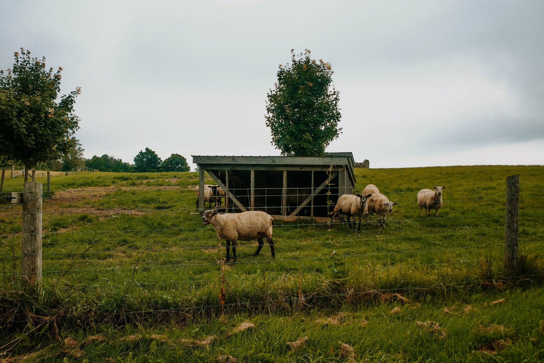 Milo & Dexter - Canadian made classics – miloanddexter